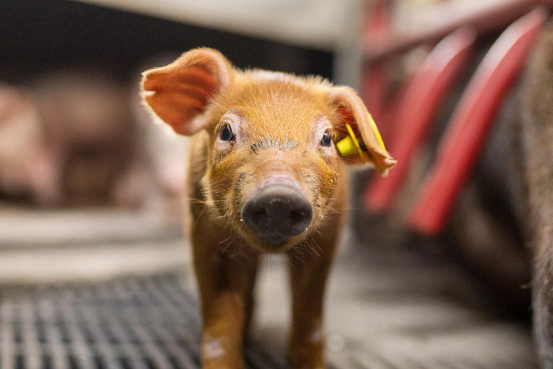 Genetics in pig farming | Growth rate and feed efficiency
