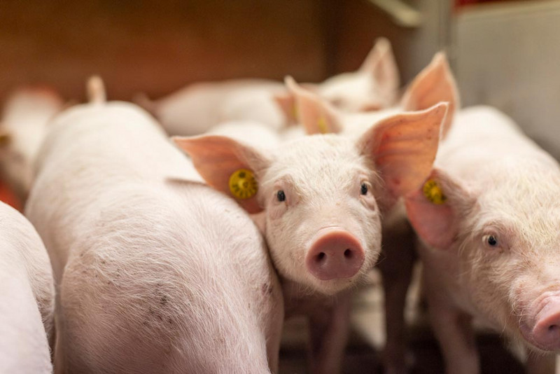 Genetics in pig farming | Growth rate and feed efficiency