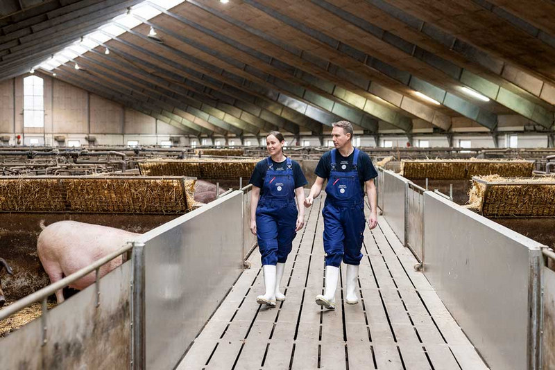 Genetics in pig farming | Growth rate and feed efficiency